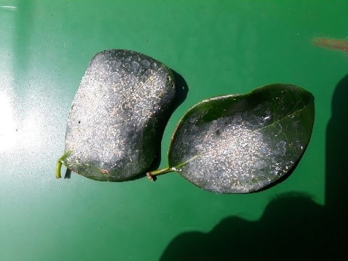 Watch Out! There’s a New Invasive Pest In Town