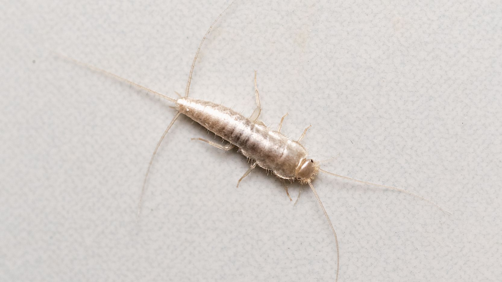 Silverfish Infestation